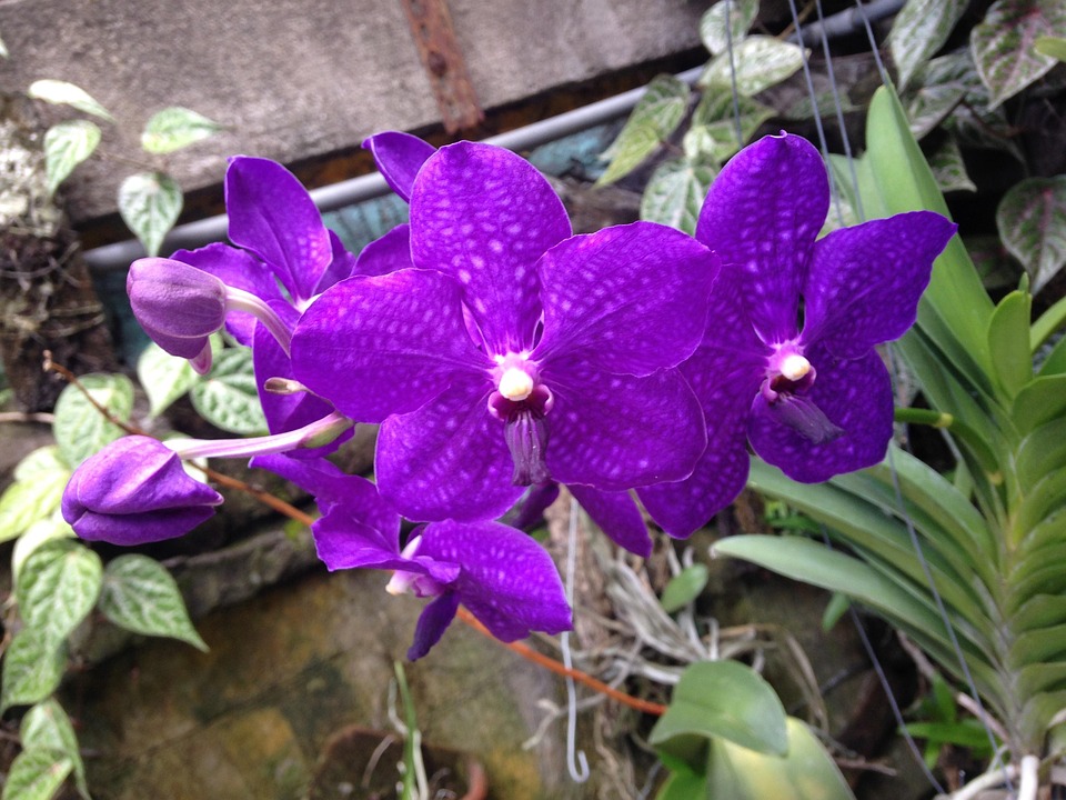 Orchidée Phacara Plaisir Blue - Photo gratuite sur Pixabay - Pixabay