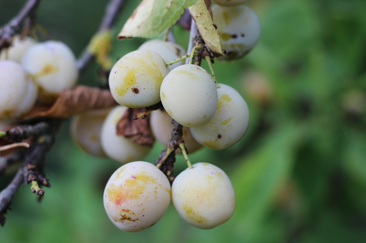 Mirabelle Árbol Fruta Hora De - Foto gratis en Pixabay - Pixabay