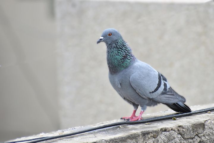 Pigeon Sauvage Images - Téléchargez des images gratuites - Pixabay