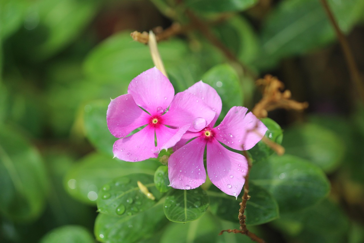 Perivincle Bunga Dua - Foto gratis di Pixabay - Pixabay