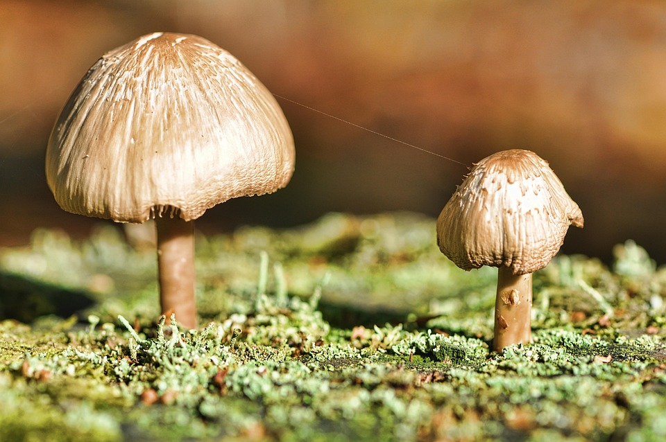 Pilze Wald Paar - Kostenloses Foto auf Pixabay