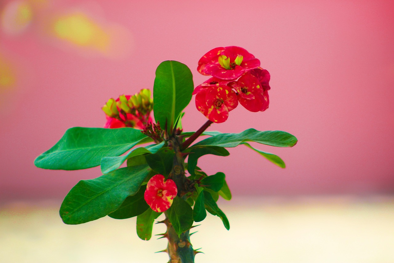 Fleur Rouge Feuille Verte Belle - Photo gratuite sur Pixabay - Pixabay