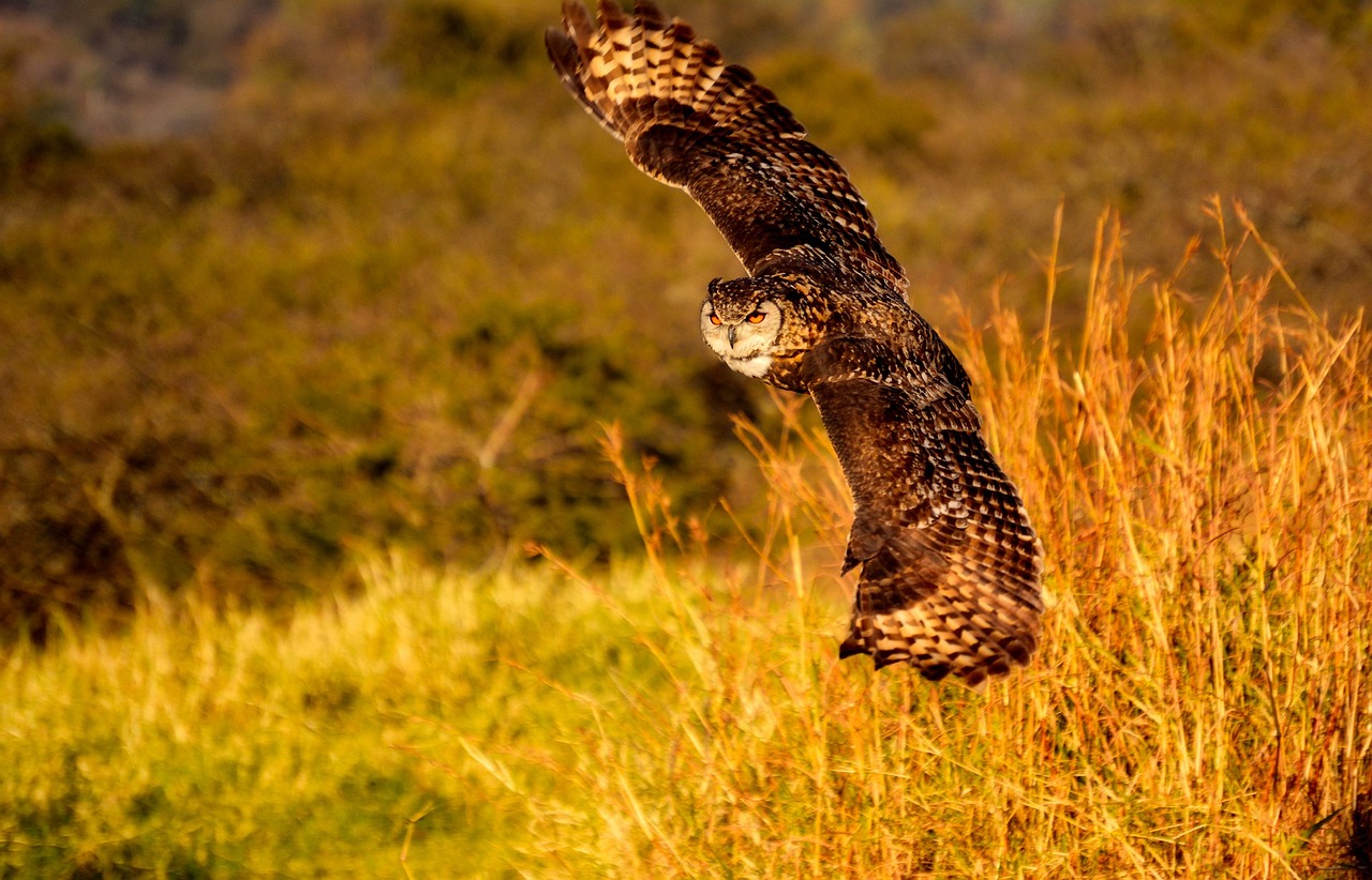 10,000+ Free Flying Owl & Owl Images - Pixabay