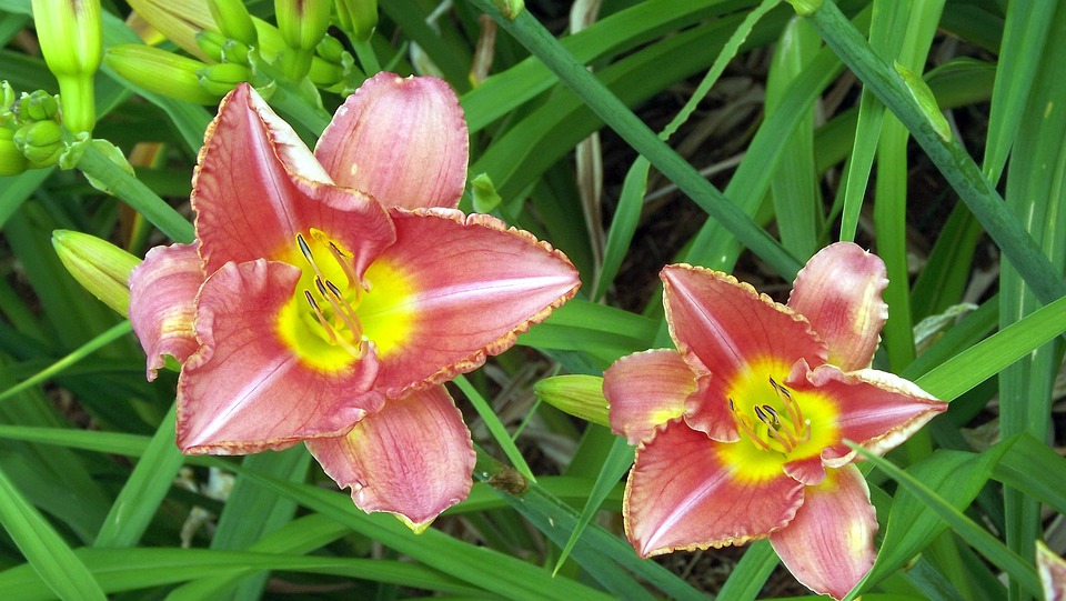 Flowers Daylilies Two-Tone - Free photo on Pixabay - Pixabay
