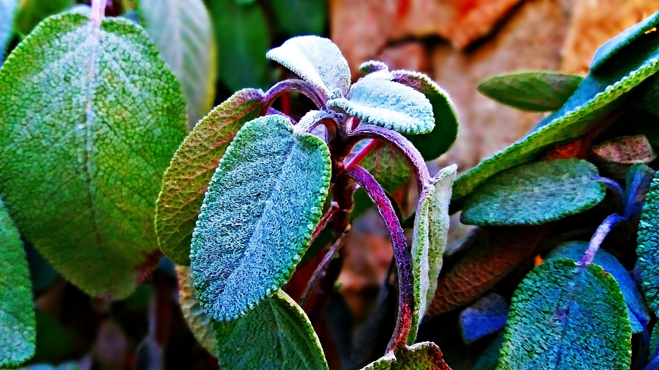 Plantar Prado Jardim - Foto gratuita no Pixabay - Pixabay