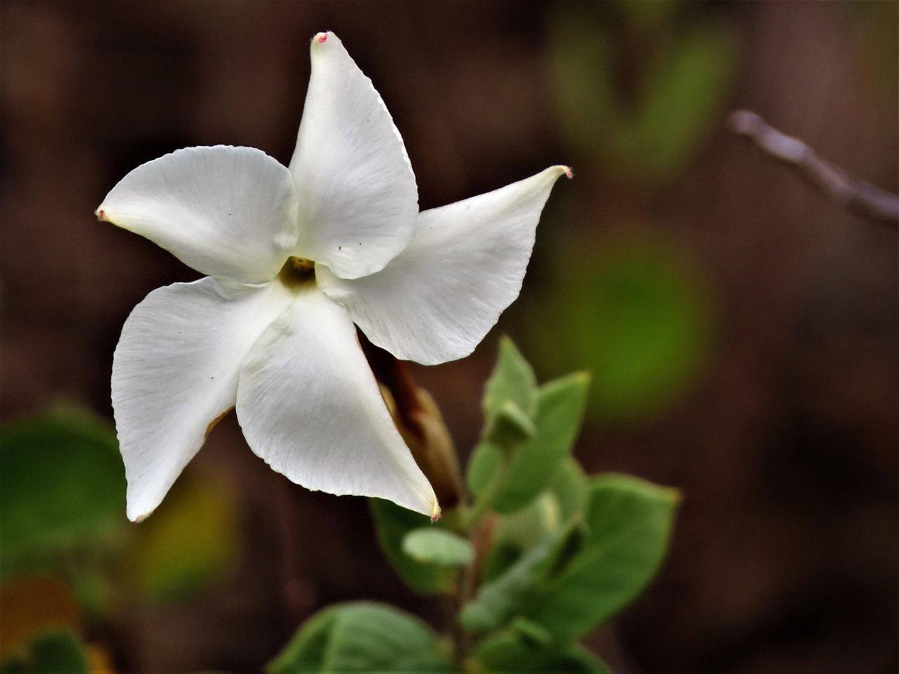 Flores Silvestres Branco Verde - Foto gratuita no Pixabay - Pixabay