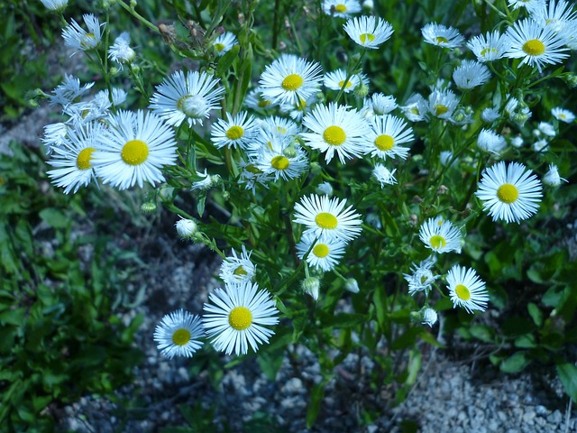 Flower Aster Nature - Free photo on Pixabay