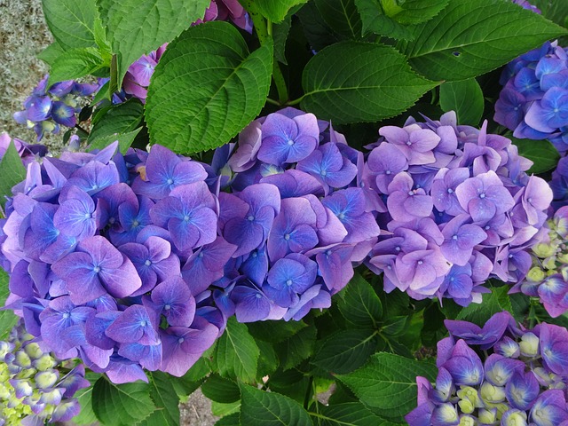 Hortensia Bleu Mauve - Photo gratuite sur Pixabay - Pixabay