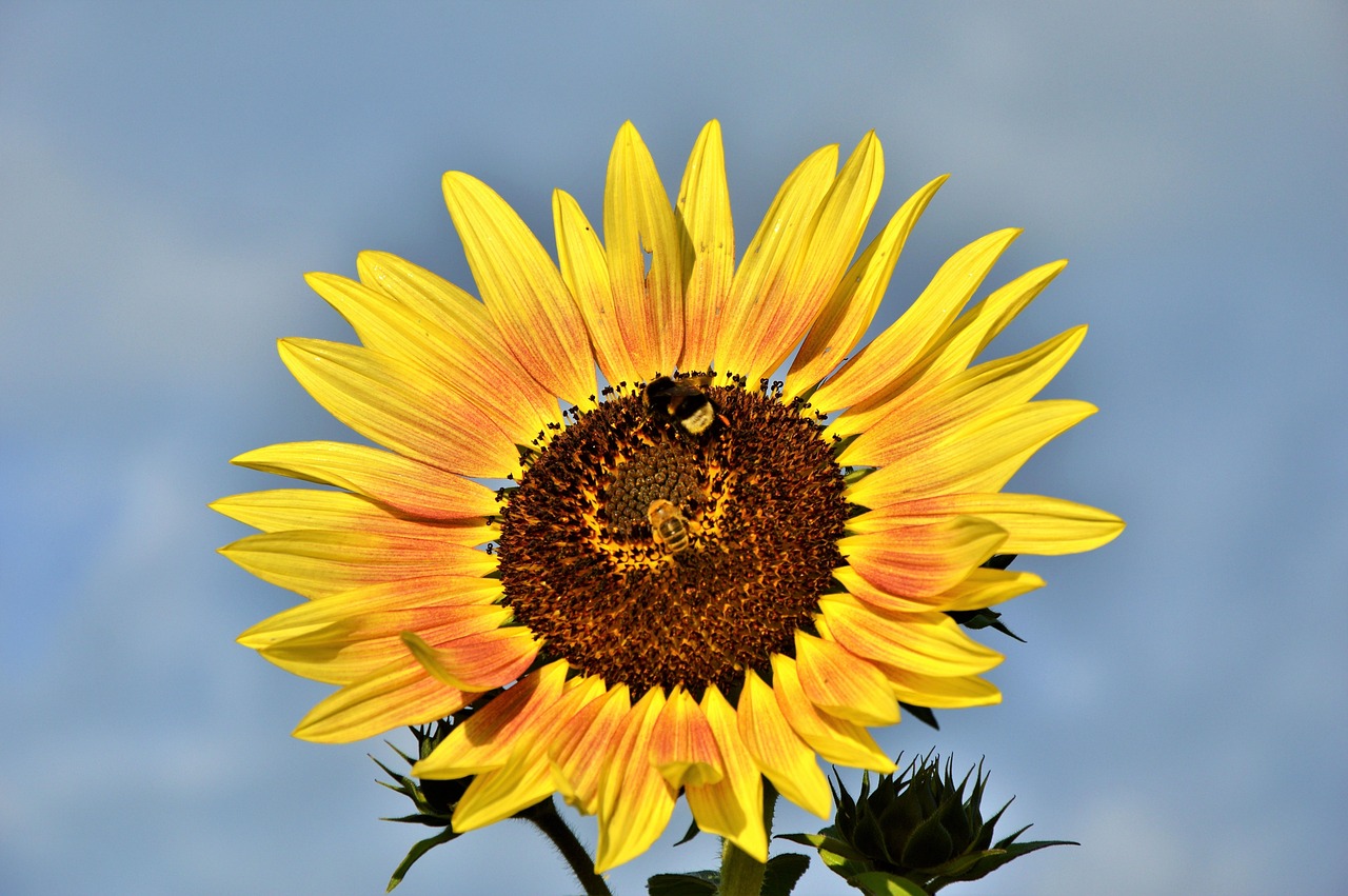 Tournesol Bourdon Plante Fleurs - Photo gratuite sur Pixabay - Pixabay