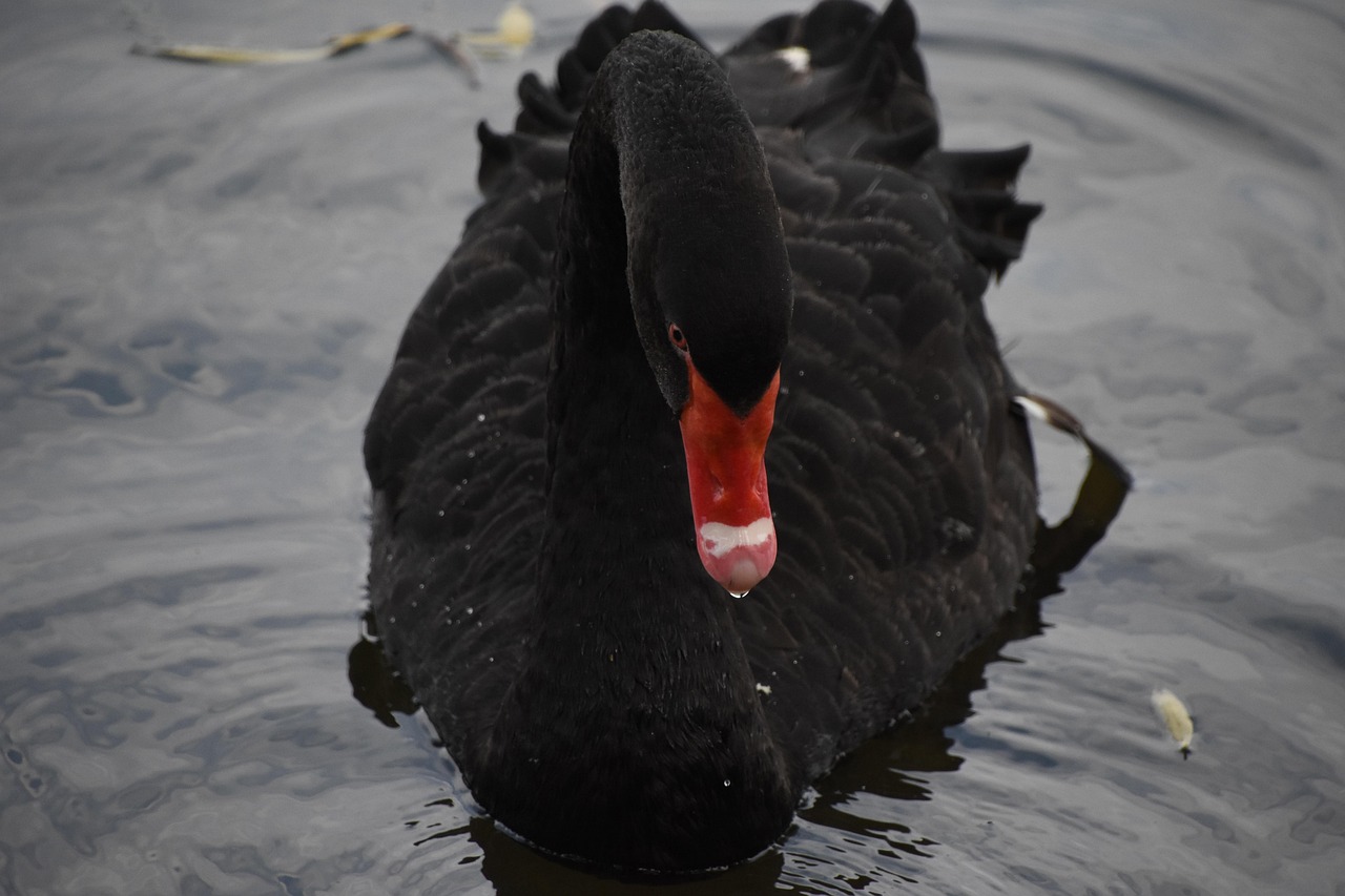 Black Swan Close Up Red Mouth - Free photo on Pixabay - Pixabay