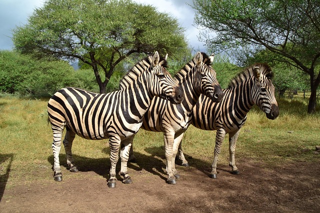 Animal Nature Wild - Free photo on Pixabay