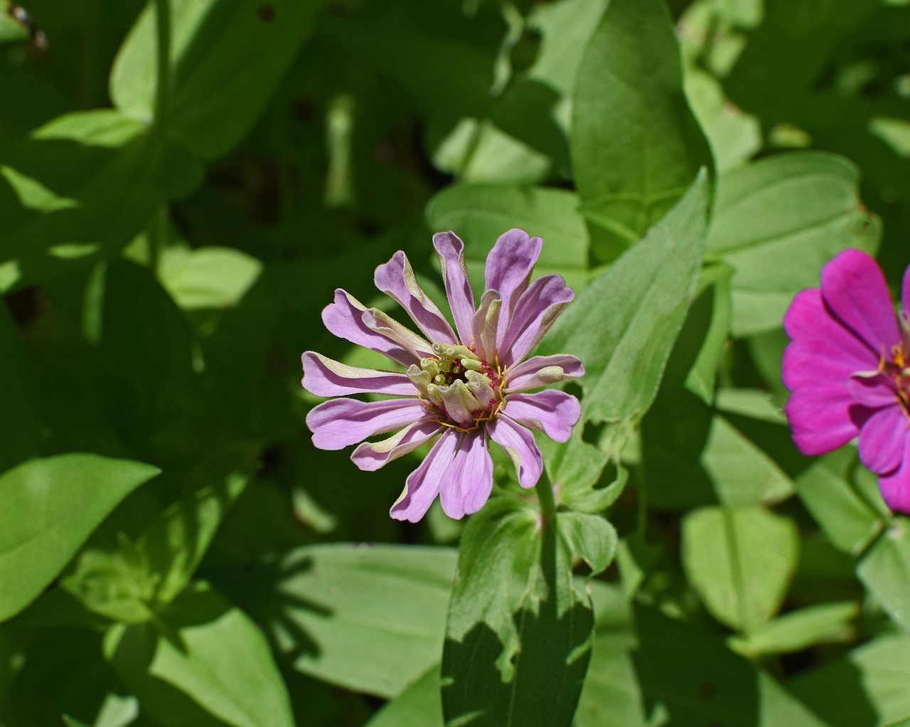 Mályva-Rózsaszín Zinnia Megnyitása - Ingyenes fotó a Pixabay-en - Pixabay