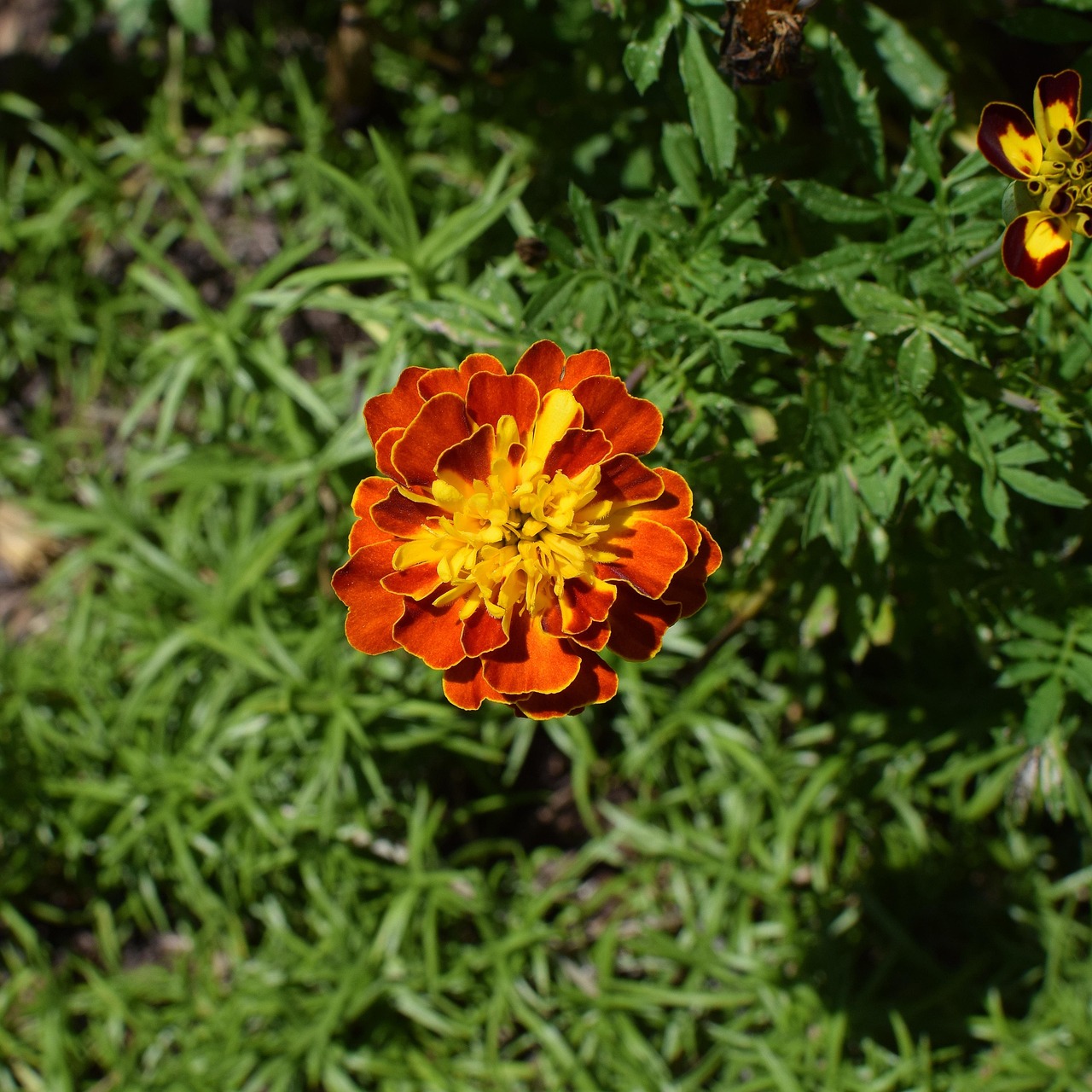 Laranja E Amarelo Marigold Flor - Foto gratuita no Pixabay - Pixabay
