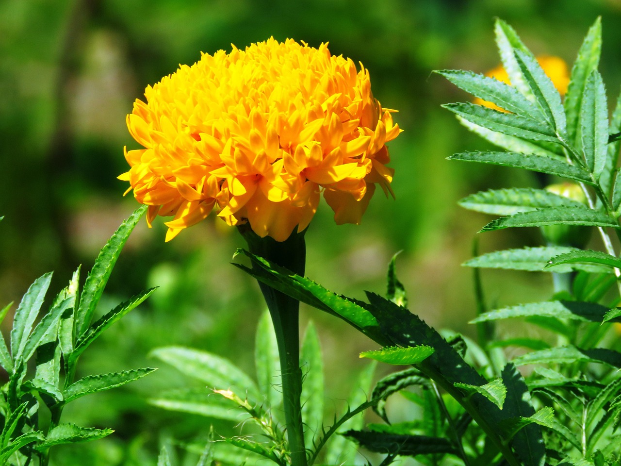 Kuning Bunga - Foto gratis di Pixabay - Pixabay
