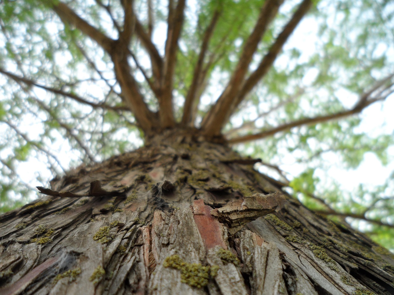 Tree Pretty Green - Free photo on Pixabay - Pixabay