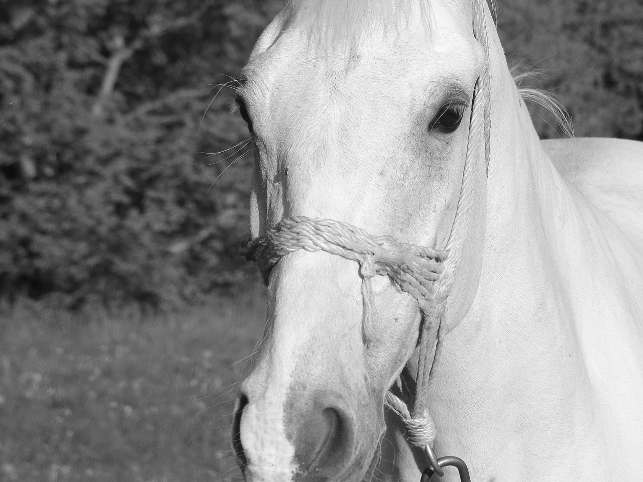 Pferd Tier Horse Portrait - Kostenloses Foto auf Pixabay