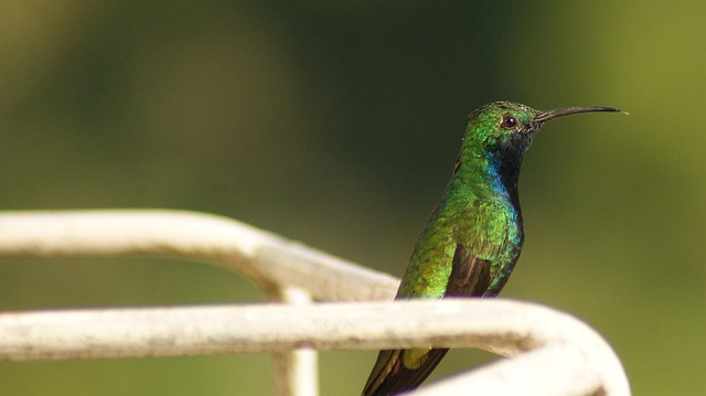 Naturaleza Aves Colobri - Foto gratis en Pixabay - Pixabay