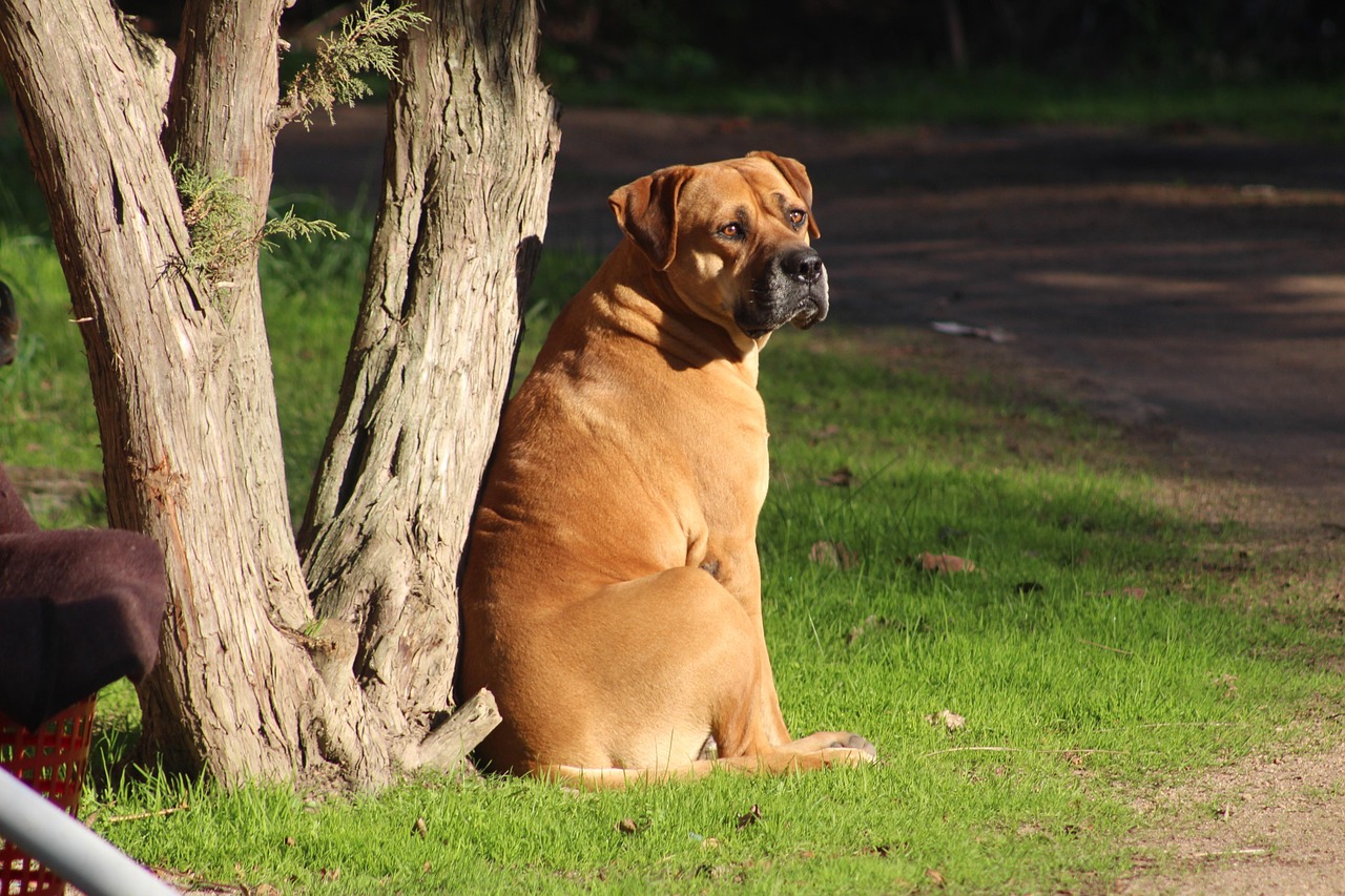 400+ Free Mastiff & Dog Images - Pixabay