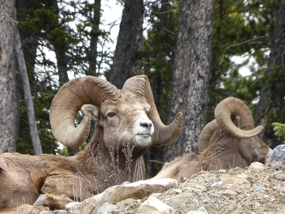 Capricorn Ungulate Horn - Free photo on Pixabay