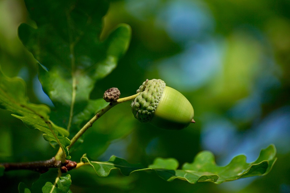 Acorn Fruit Tree - Free photo on Pixabay - Pixabay