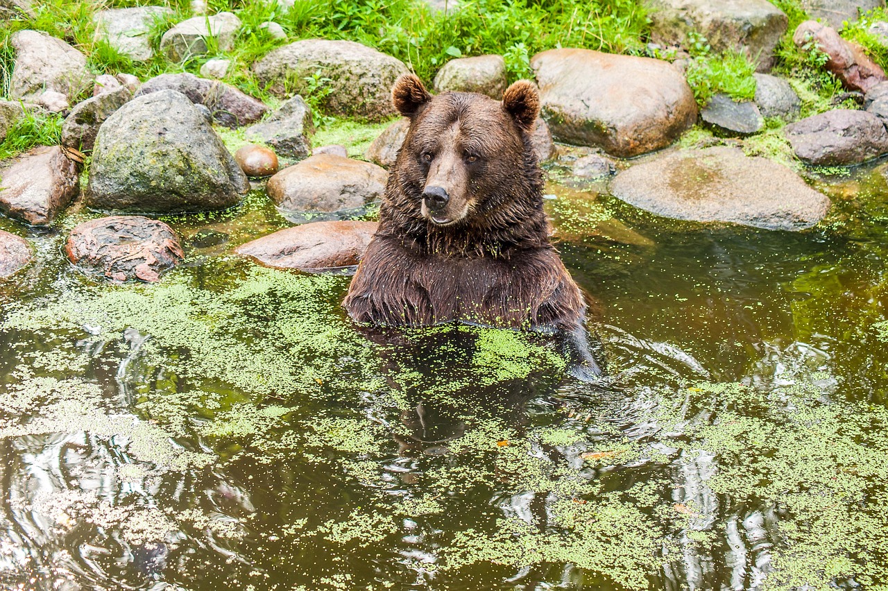 Ours Brun L'Eau Fourrure Animal - Photo gratuite sur Pixabay