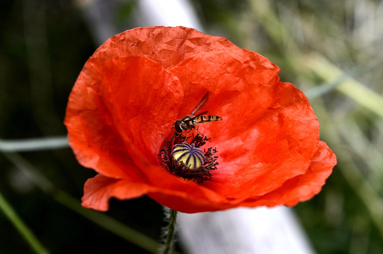 Poppy Turki Tanaman Merah - Foto gratis di Pixabay - Pixabay
