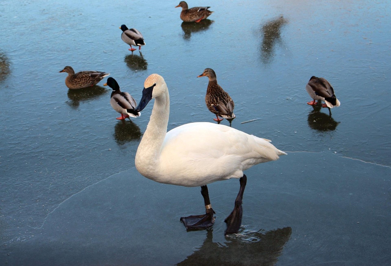 Birds Fauna Wild Swan - Free photo on Pixabay - Pixabay