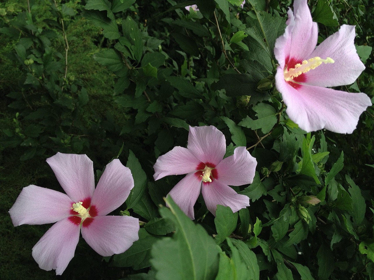 Rosa De Sharon Flor Nacional - Foto gratis en Pixabay - Pixabay