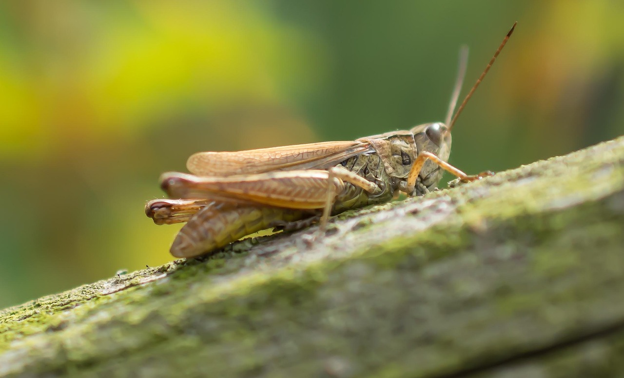 Grasshopper Macro Insect - Free photo on Pixabay - Pixabay