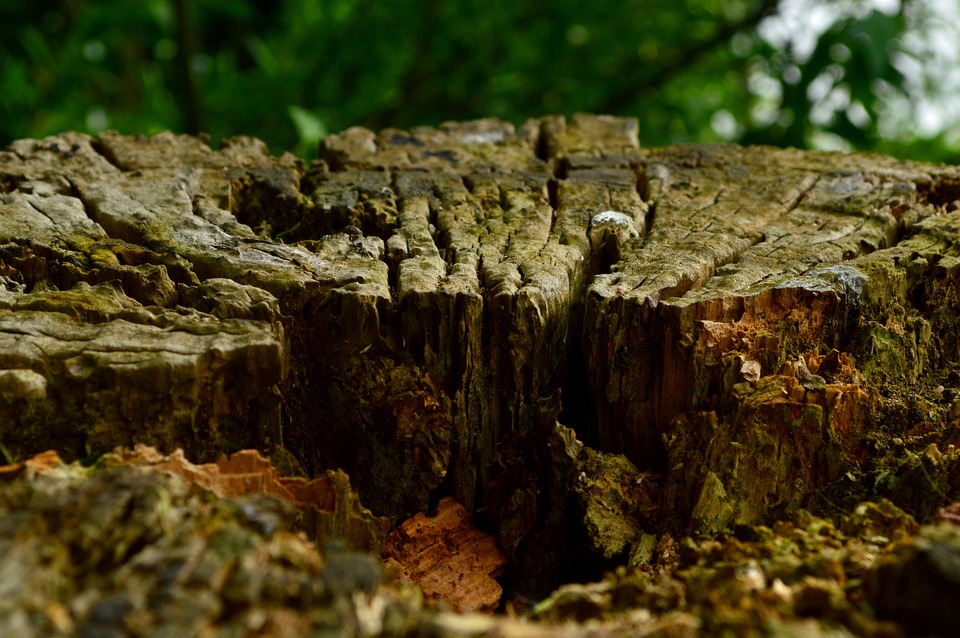 Árbol Tronco De Arbol Bosque - Foto gratis en Pixabay - Pixabay