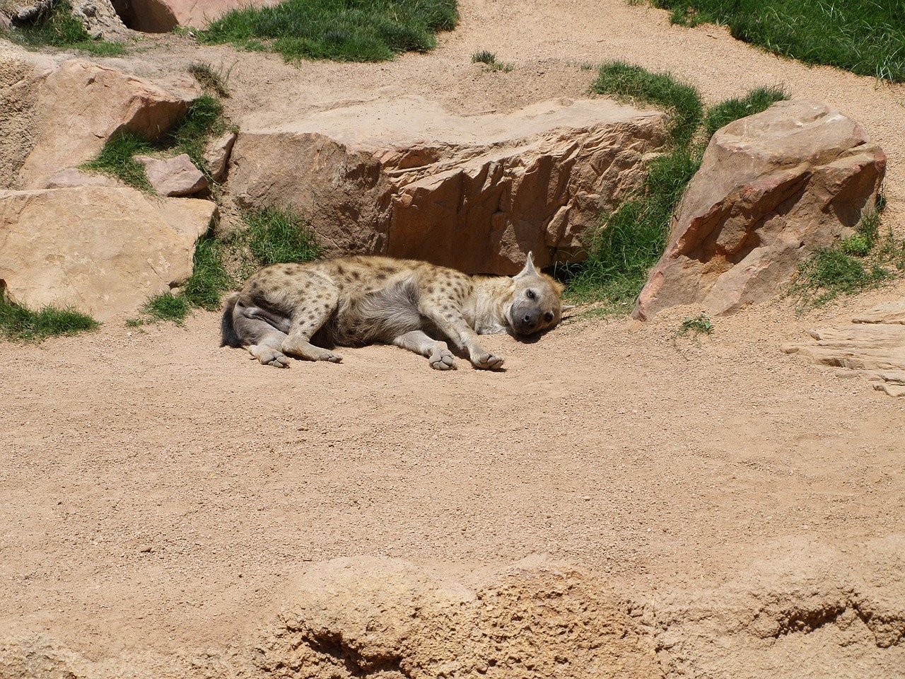 Hyena Safari - Foto gratis di Pixabay - Pixabay