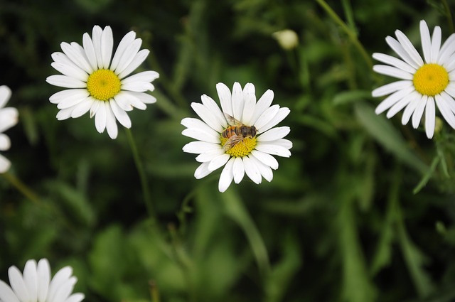 Non Chau - Free photo on Pixabay - Pixabay