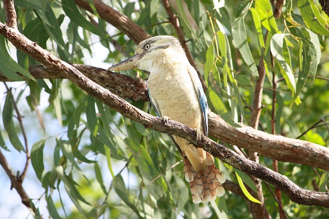 Kookaburra Bird Australia - Free photo on Pixabay