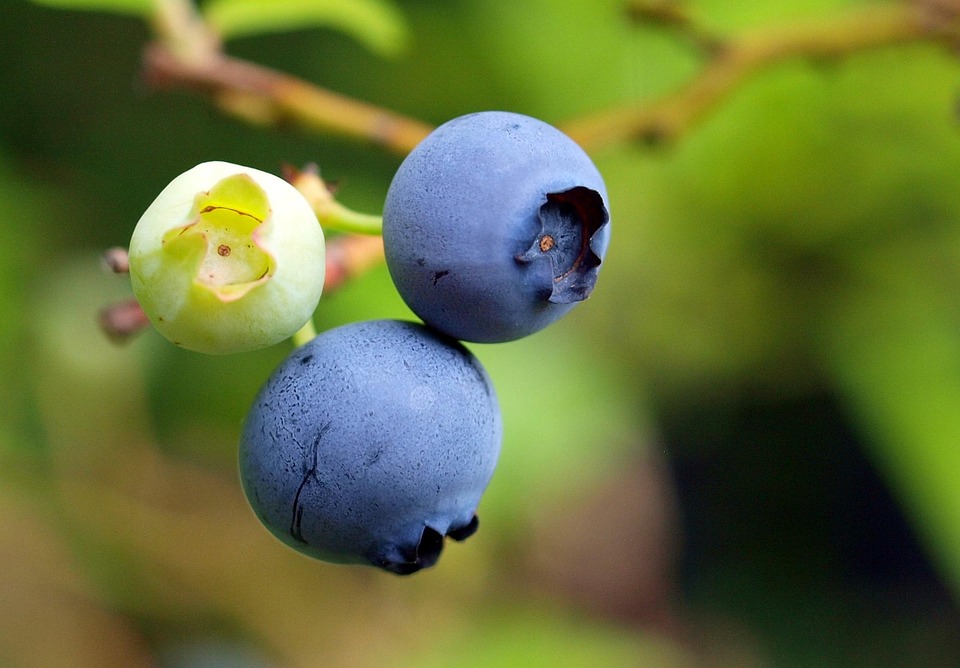 Blueberry Berry Food - Free photo on Pixabay - Pixabay