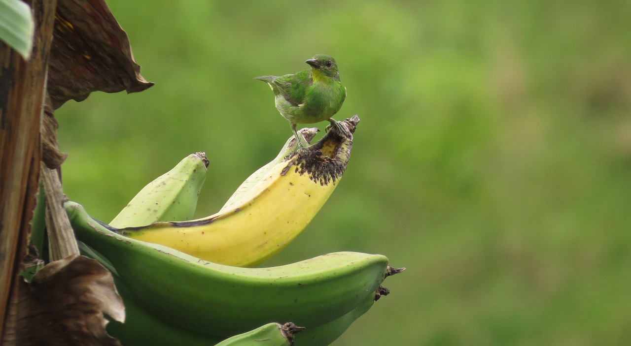 Naturaleza Aves Pajaro - Foto gratis en Pixabay - Pixabay