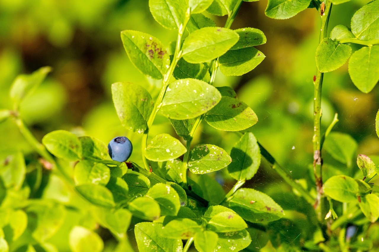 Blueberry Tanaman Makanan - Foto gratis di Pixabay - Pixabay