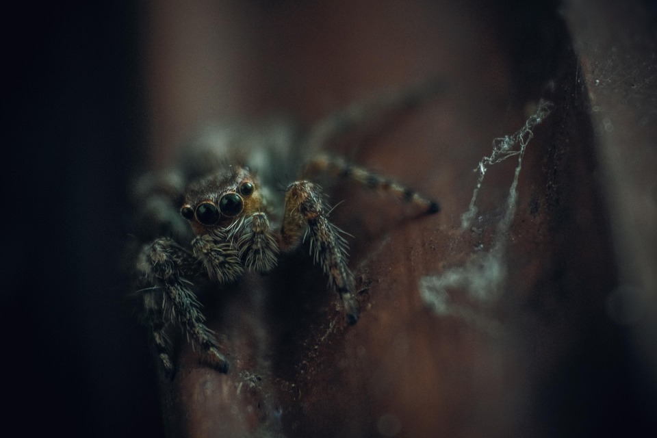 Creepy Animal Insect - Free photo on Pixabay - Pixabay