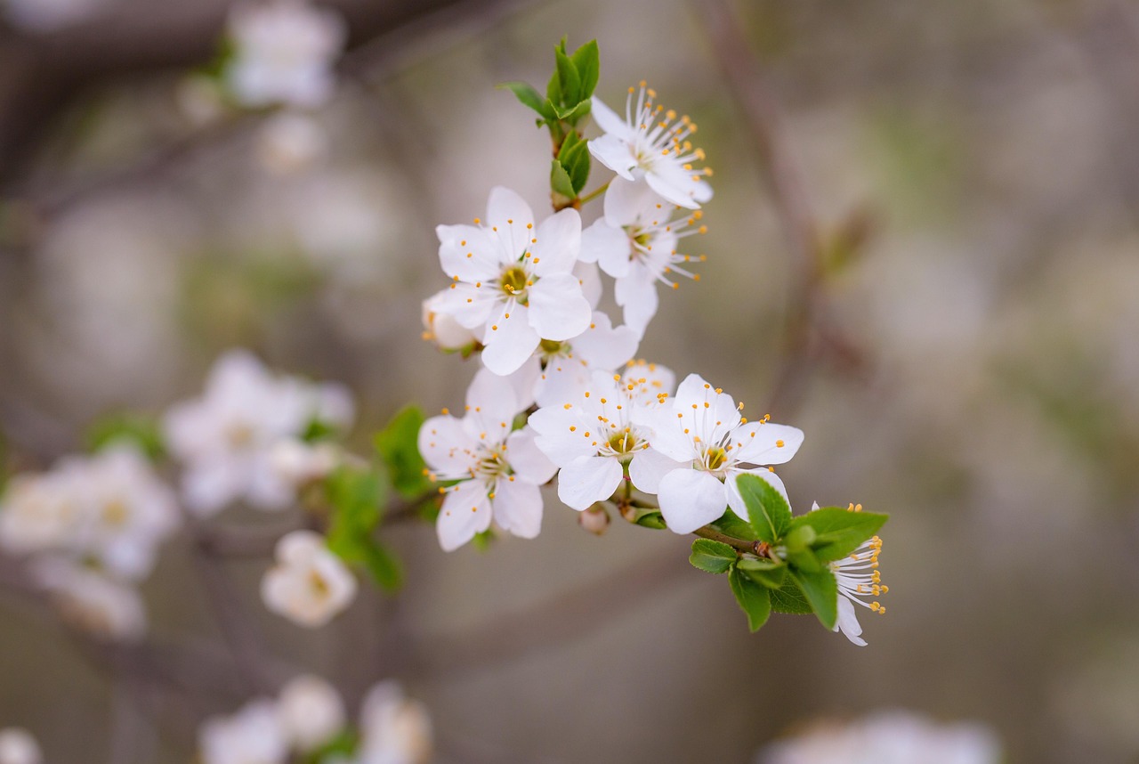 Putih Kelopak Bunga - Foto gratis di Pixabay - Pixabay