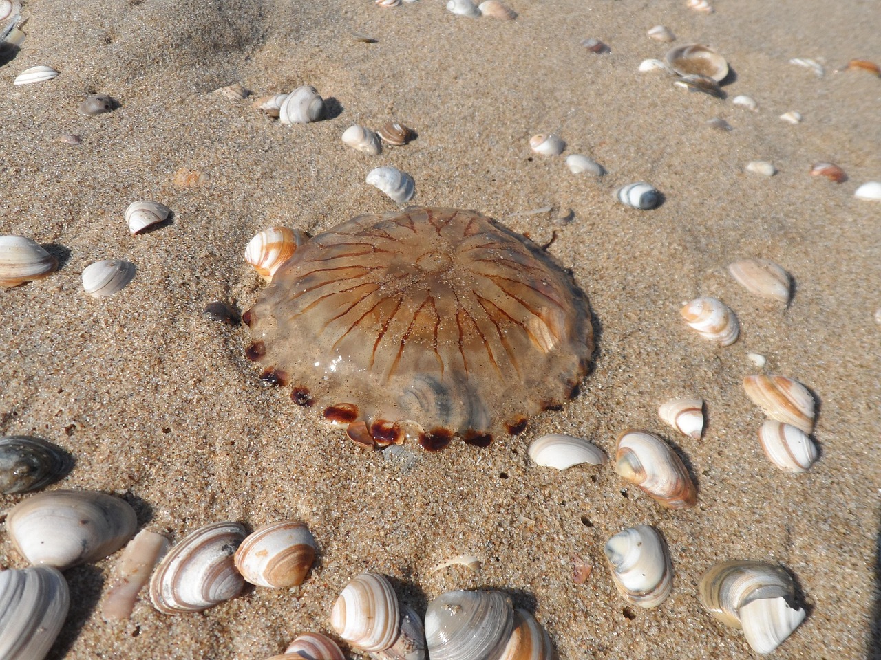 Netherlands Wassenaar North Sea - Free photo on Pixabay