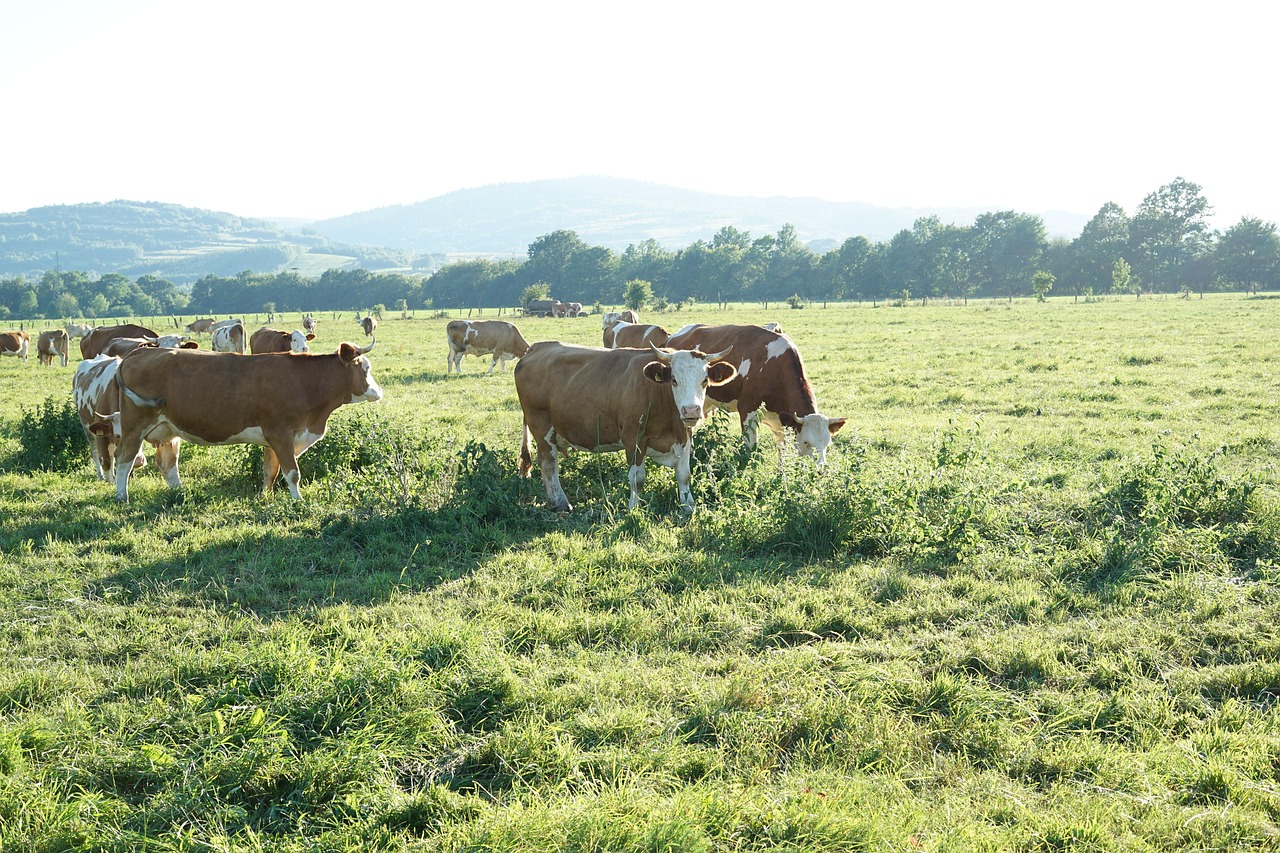 Cow Cows Farm - Free photo on Pixabay