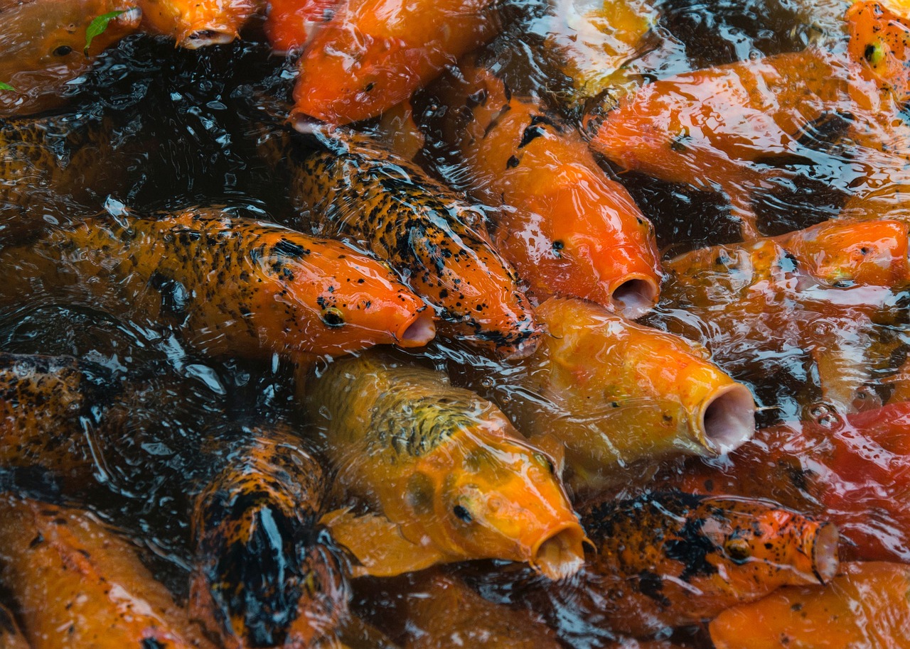 Aquatic Animal Water - Free photo on Pixabay - Pixabay