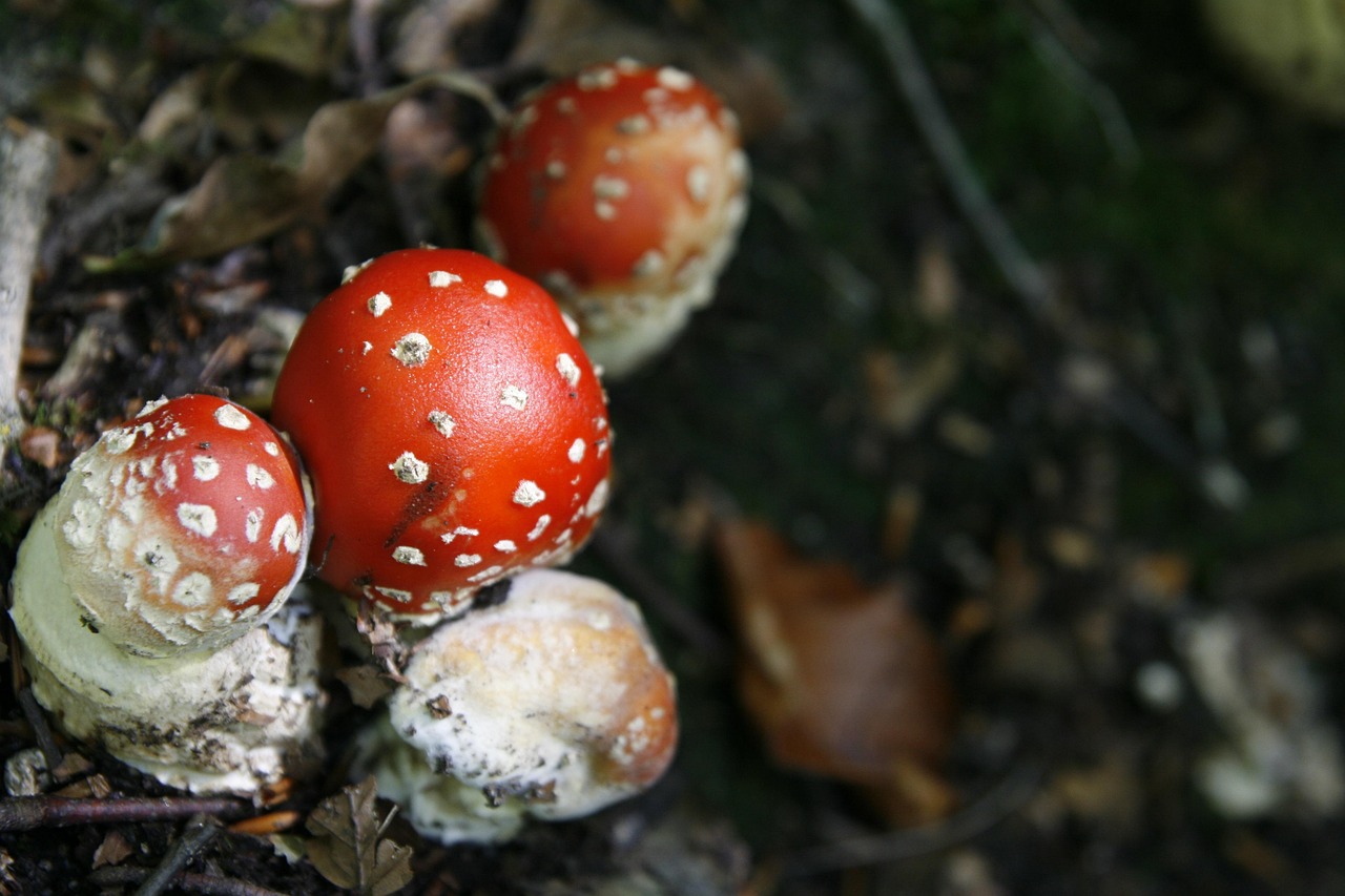 Champignon Nature Aliments - Photo gratuite sur Pixabay - Pixabay