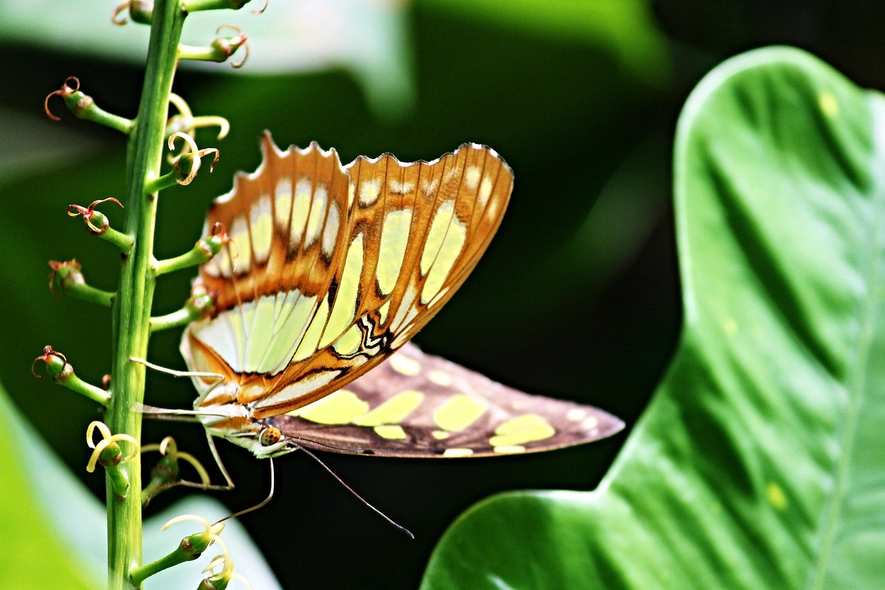 Malachite Butterfly Siproeta - Free photo on Pixabay - Pixabay