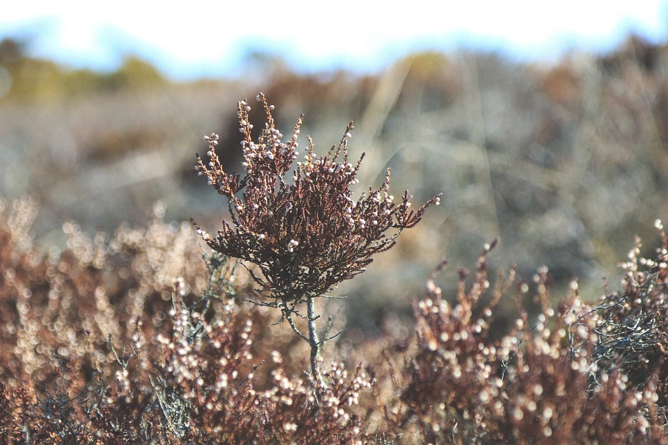 Tree Plant Bokeh - Free photo on Pixabay - Pixabay