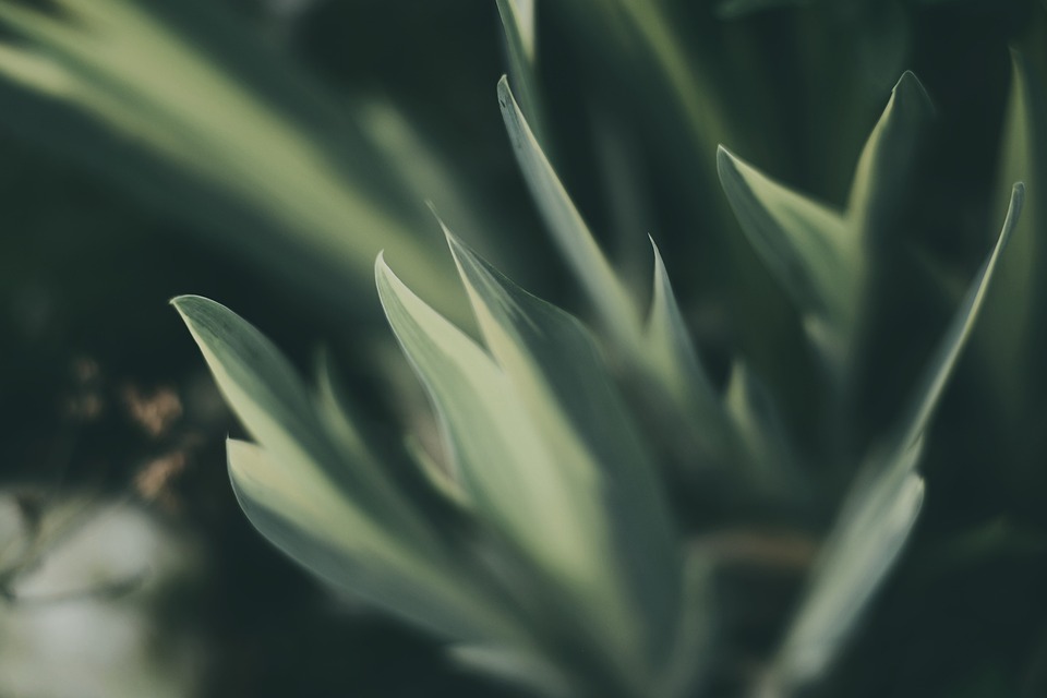 Green Leaf Plant - Free photo on Pixabay