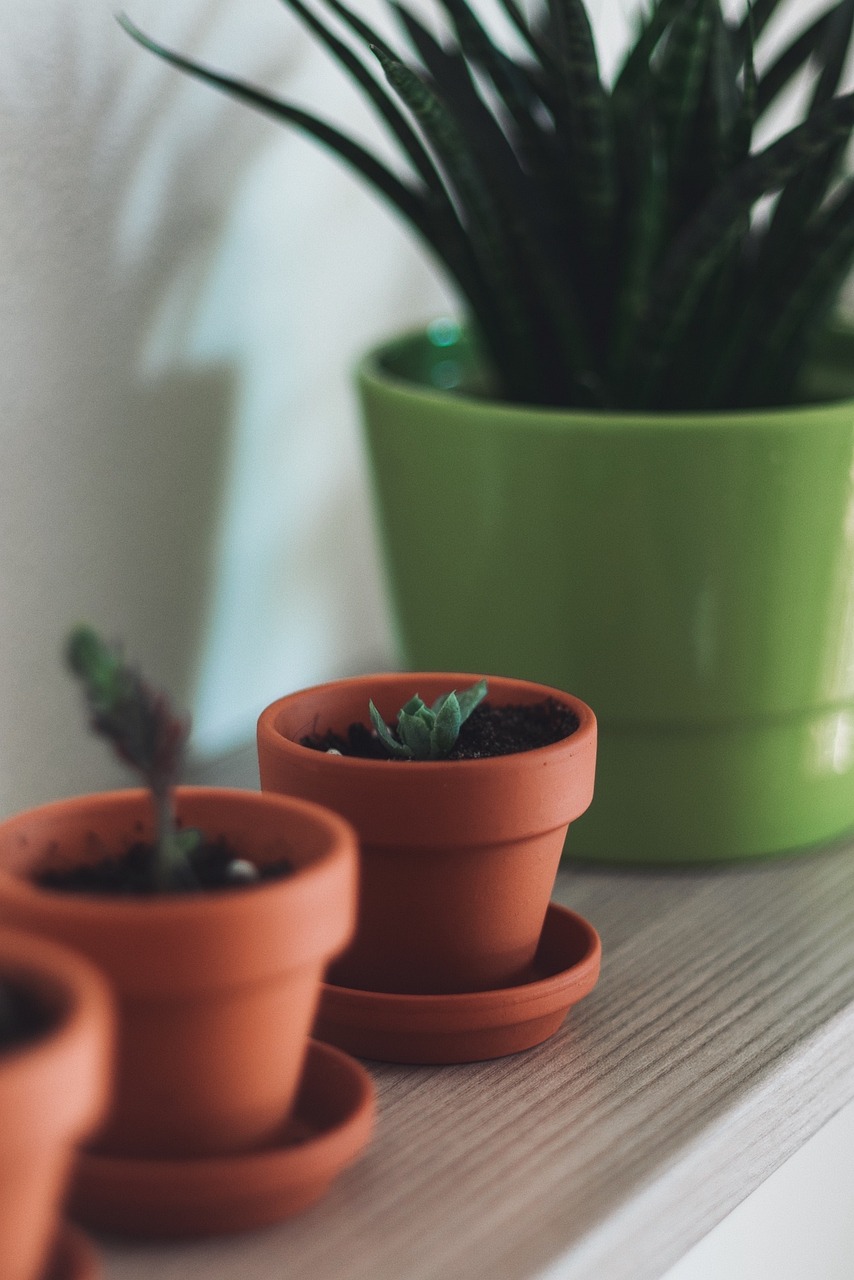 800+ Free Flowerpot & Nature Photos - Pixabay
