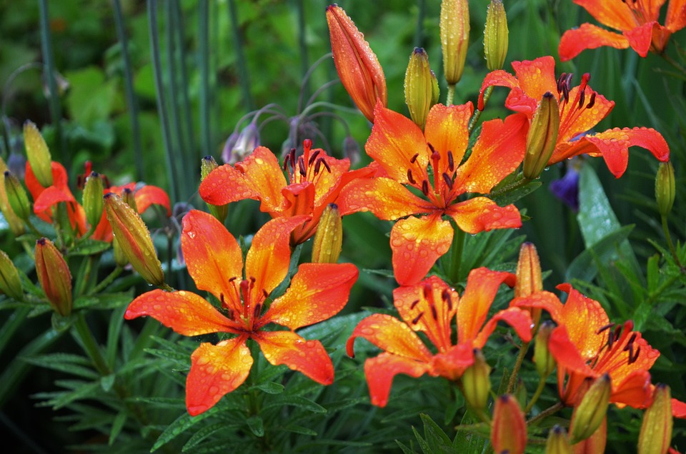 Natur Blume Pflanze - Kostenloses Foto auf Pixabay - Pixabay