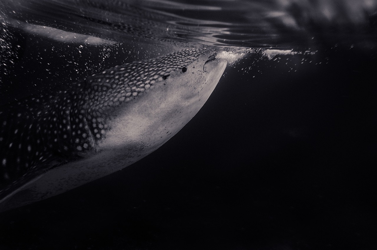 Más de 40 000 imágenes gratis de Tiburon Ballena Gratis y Ballena - Pixabay