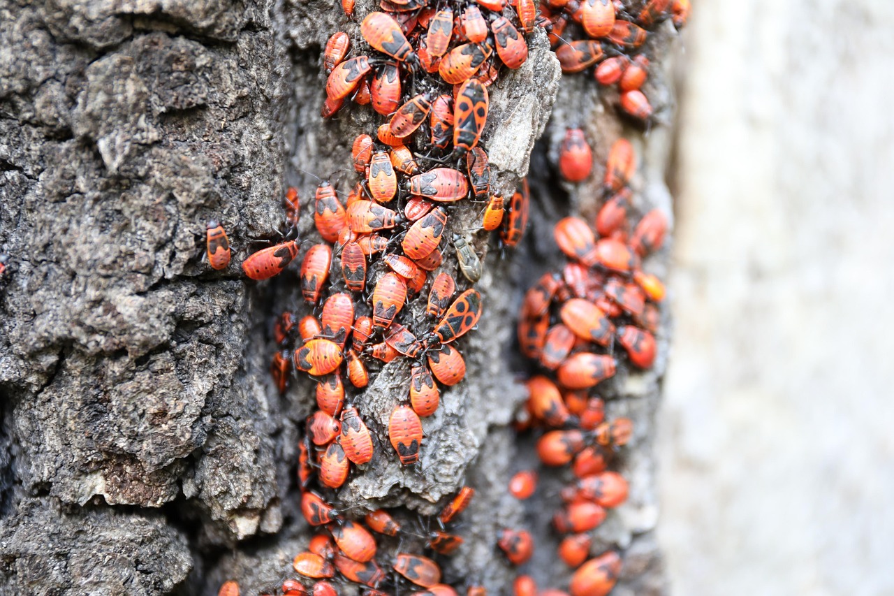 Swarm Nature Bugs - Free photo on Pixabay - Pixabay