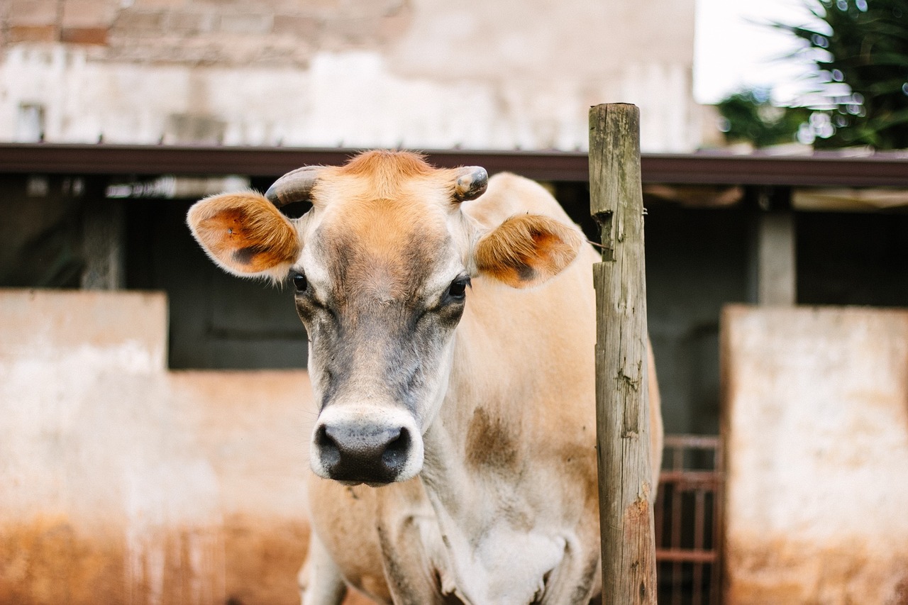 Cow Cattle Calf - Free photo on Pixabay - Pixabay